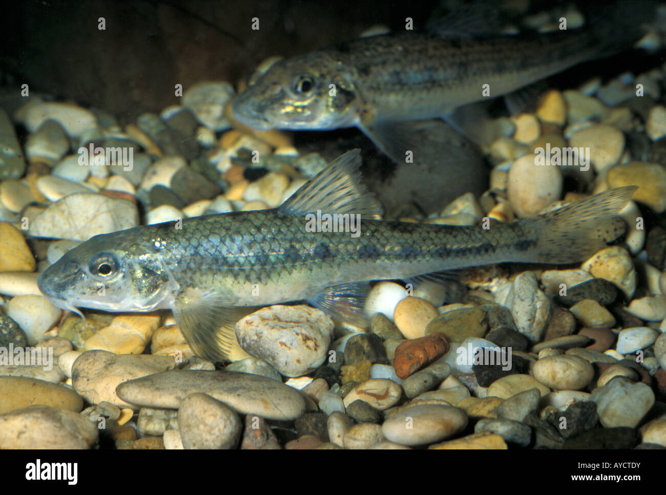 Gobione hi-res stock photography and images - Alamy