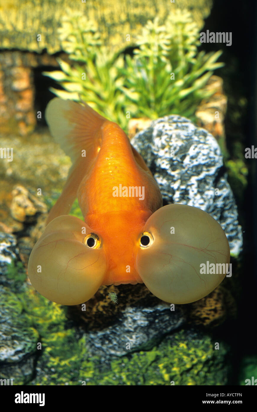 Bubble Eye Goldfish, Carassius auratus, Ciprinidae, freshewater fish ...