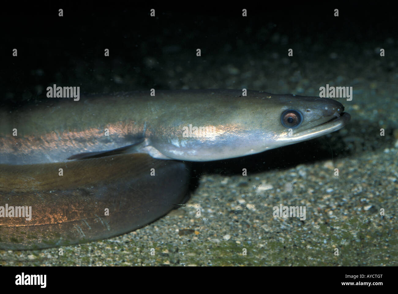Anguilla anguilla, eel, fish portrait Stock Photo - Alamy