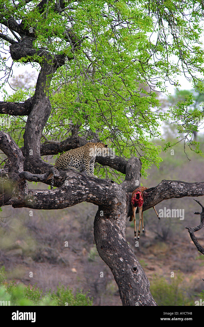 Leopard with a Kill Panthera Pardus Kruger NP South Africa Stock Photo ...