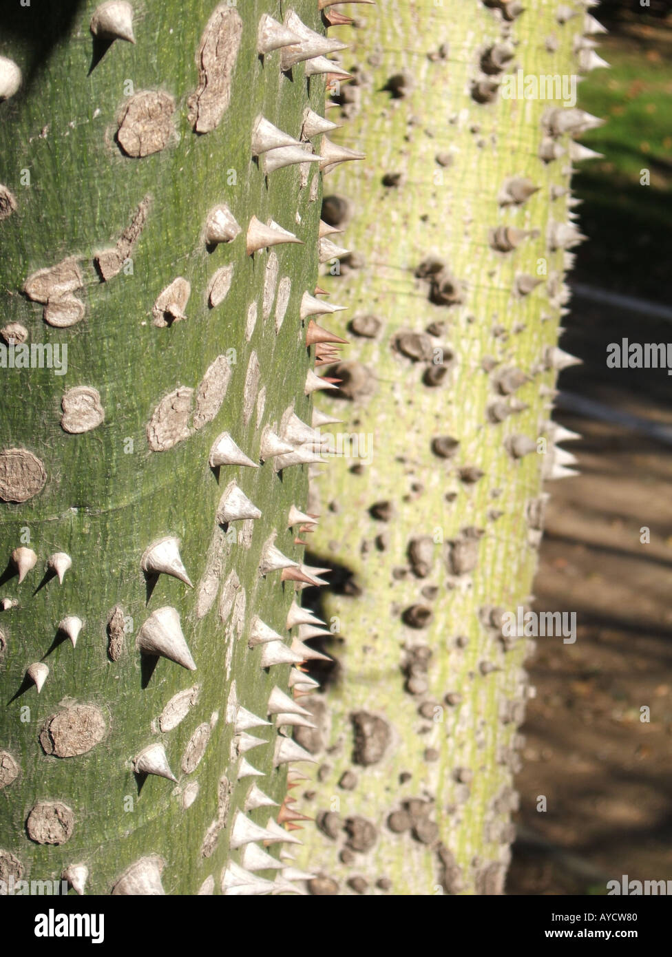 Trunk spines prickly bark hi-res stock photography and images - Alamy