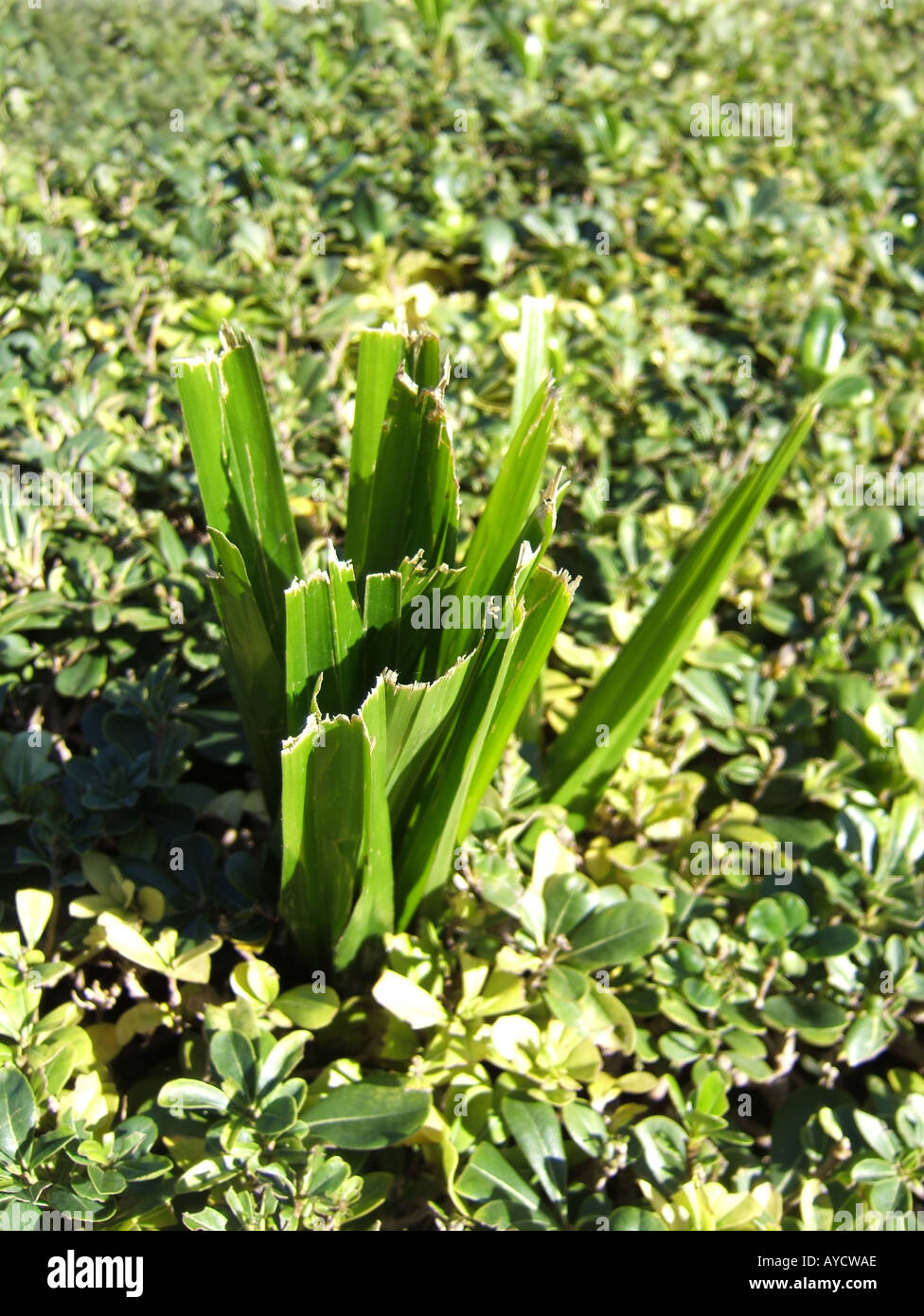 Plants growing through hedge hi-res stock photography and images - Alamy