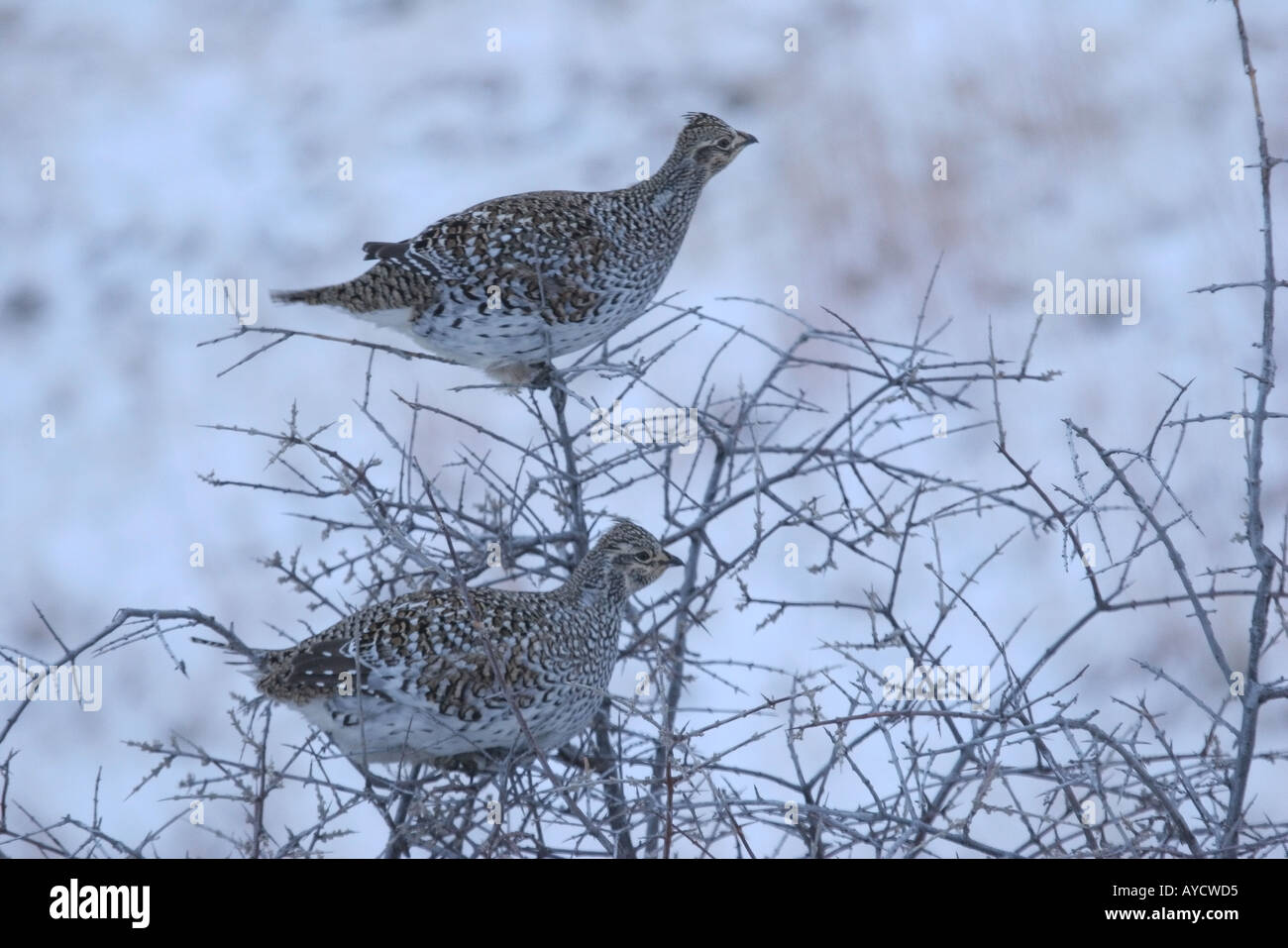 Sharp-tailed Grouse perched in a small bush in scenic Saskatchewan ...