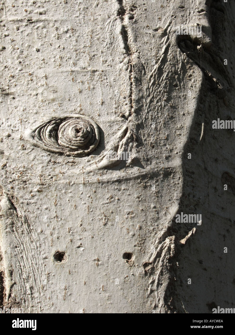 eye shape formed in the bark of a tree Stock Photo - Alamy