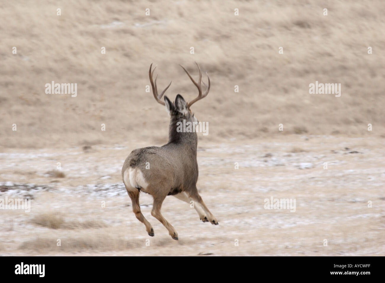 A Mule Deer buck bounding away in scenic Saskatchewan Stock Photo - Alamy
