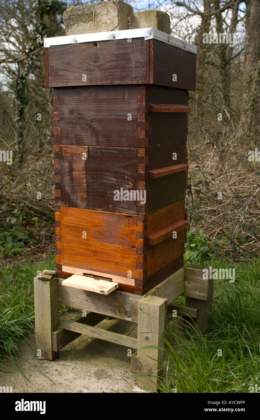 Bee hives in woodland Llanystumdwy village north wales Stock Photo - Alamy