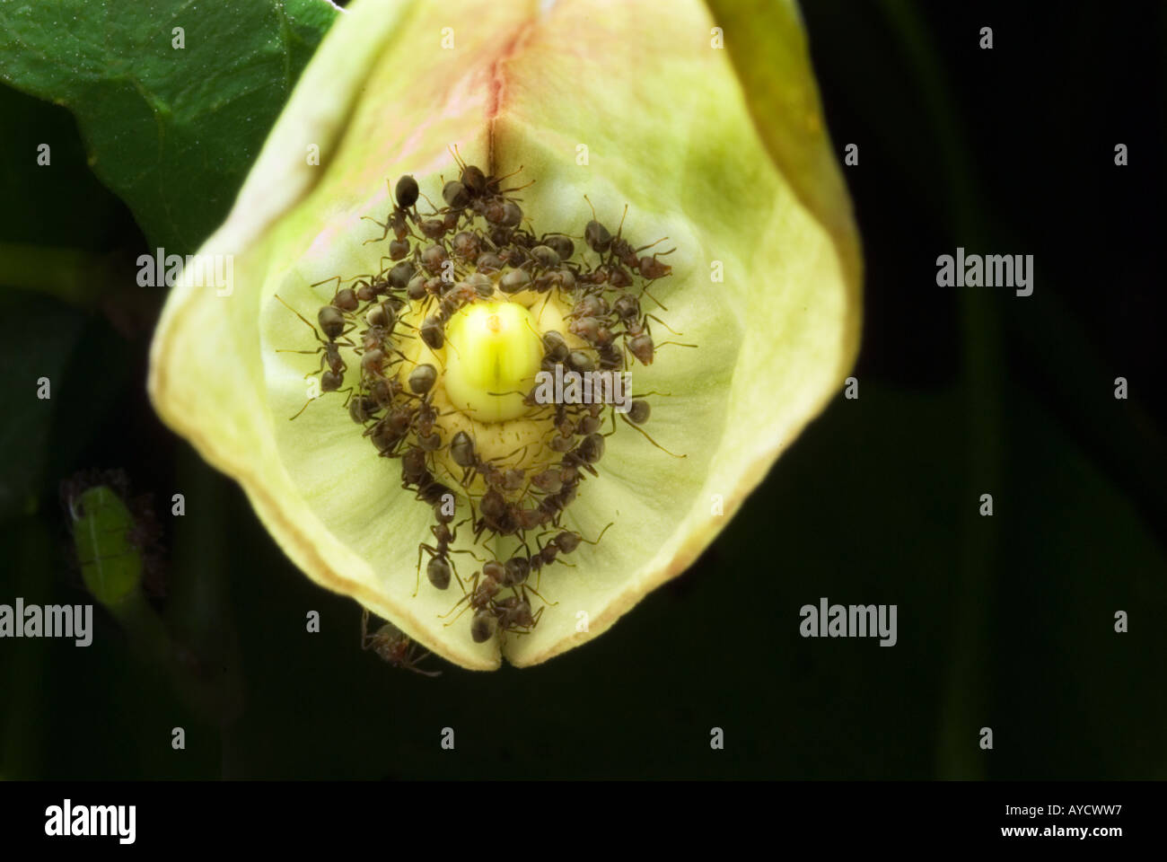 Tickle monster hi-res stock photography and images - Alamy