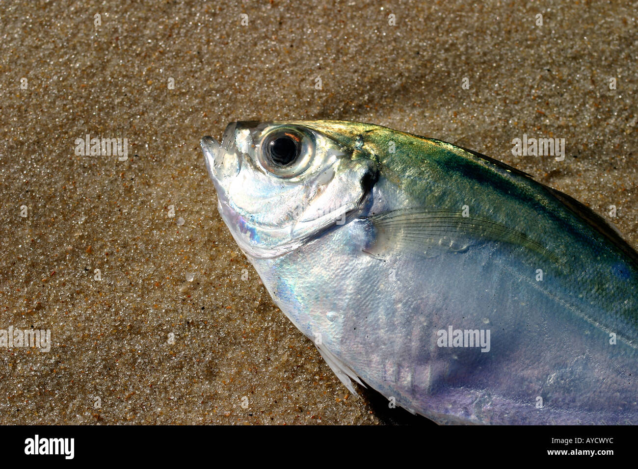 Fish on the Beach Stock Photo - Alamy