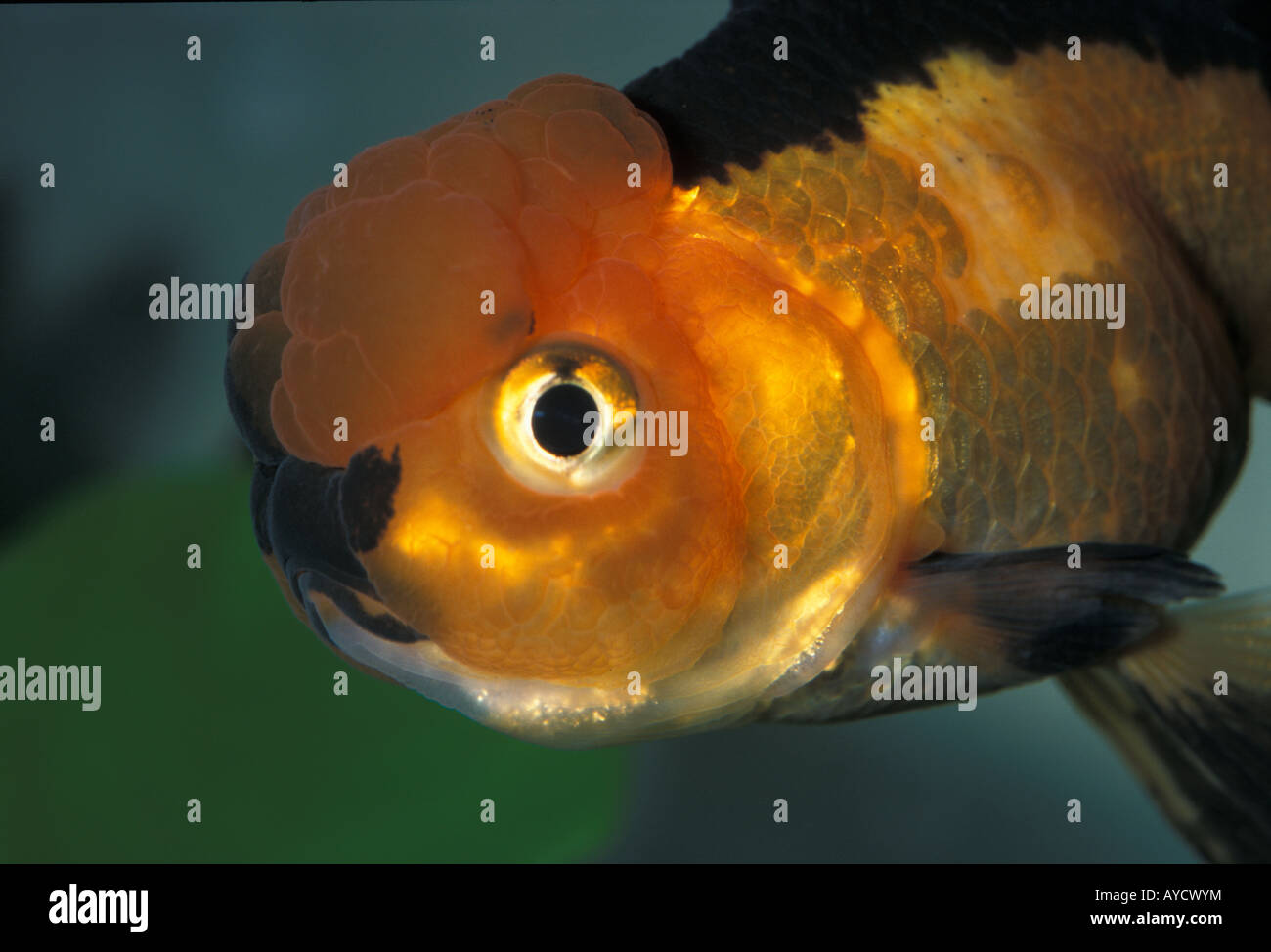 Goldfish, Carassius, auratus, freshwater, fish, Ciprinidae Stock Photo ...