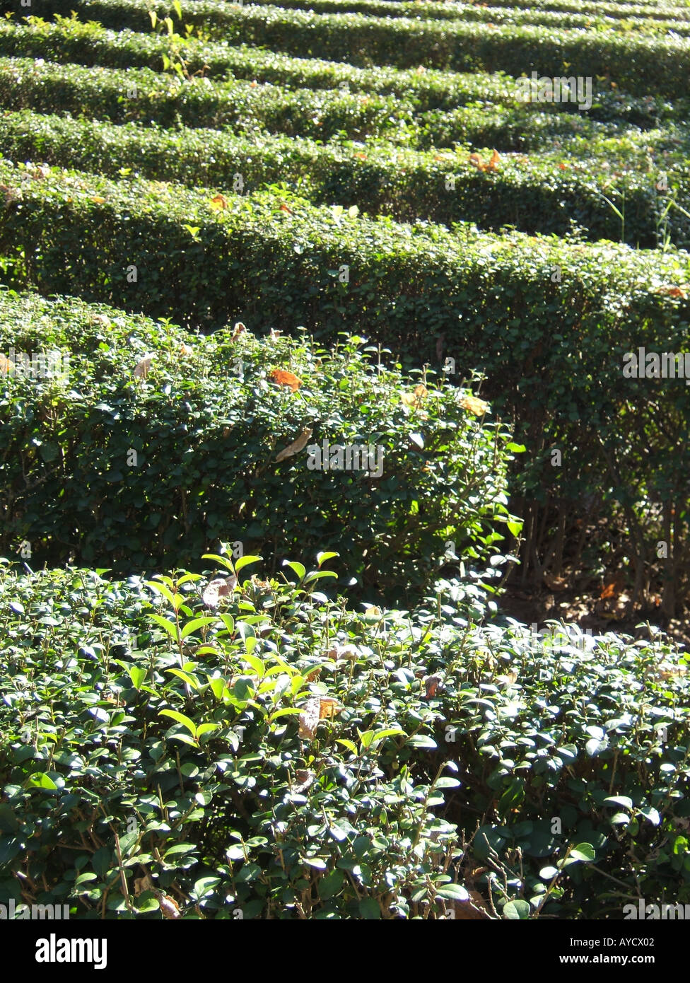 Privet hedge maze hi-res stock photography and images - Alamy