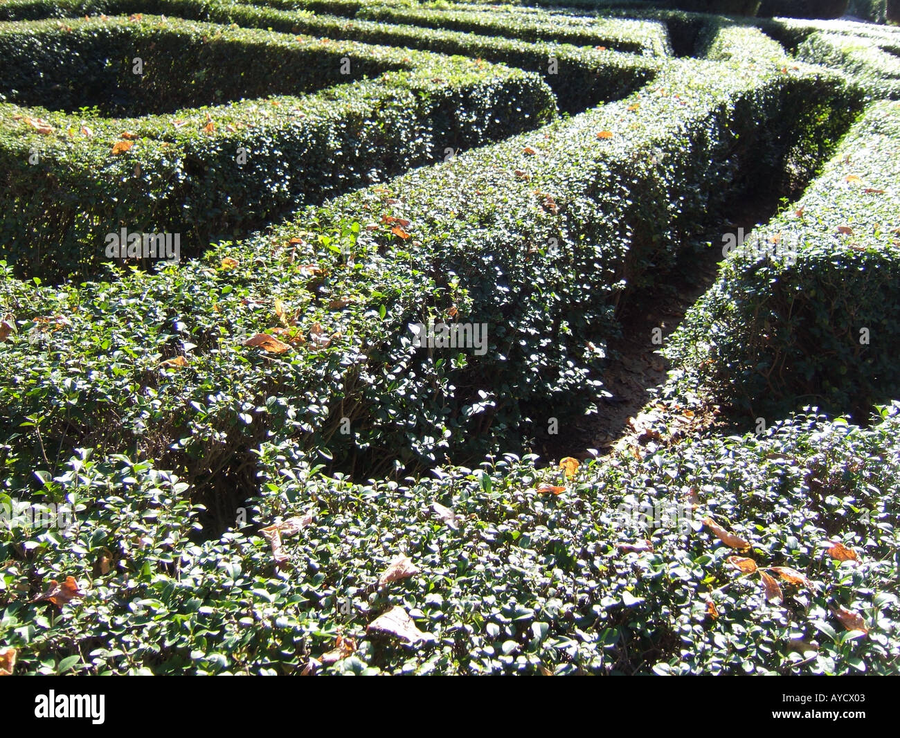 Privet hedge maze hi-res stock photography and images - Alamy