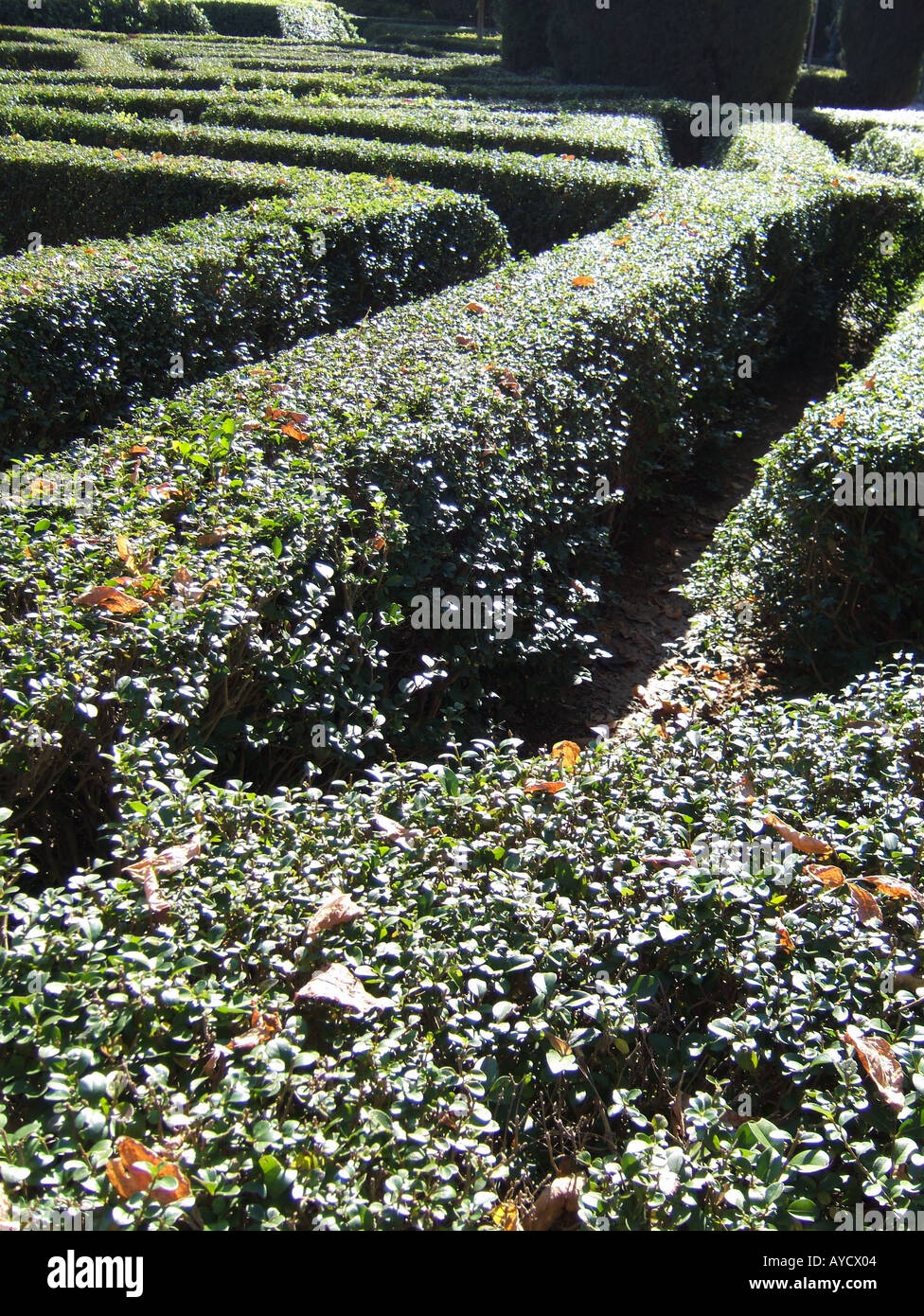 Privet hedge maze hi-res stock photography and images - Alamy