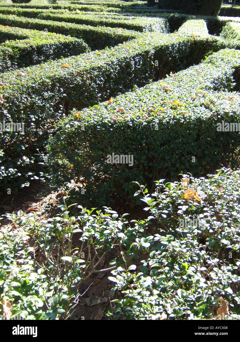 Privet hedge maze hi-res stock photography and images - Alamy