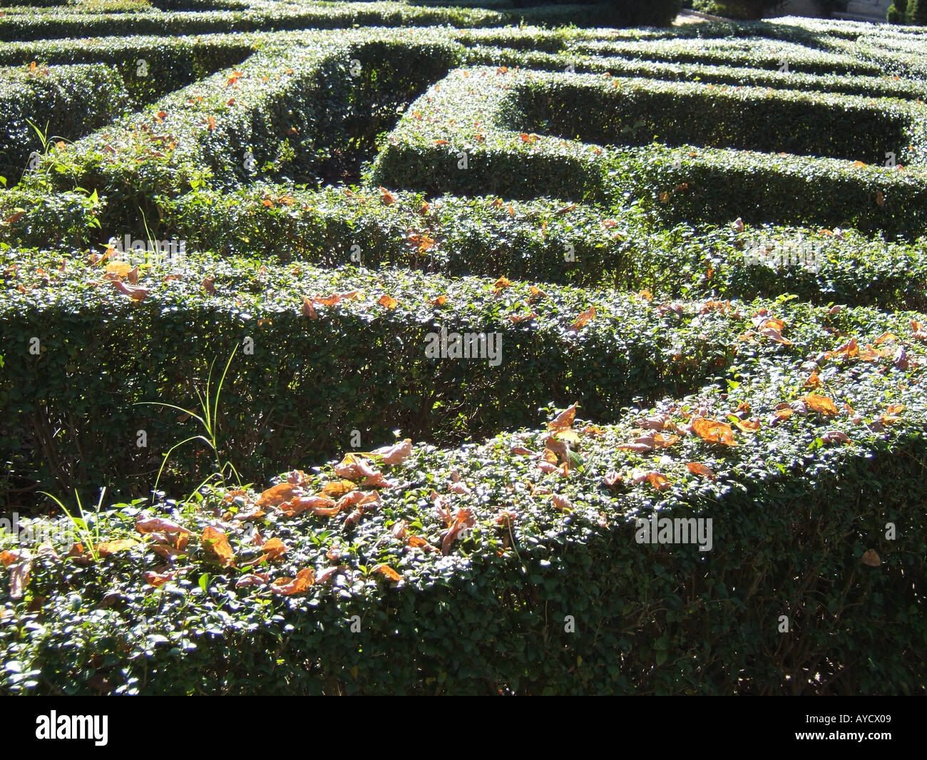 Privet hedge maze hi-res stock photography and images - Alamy