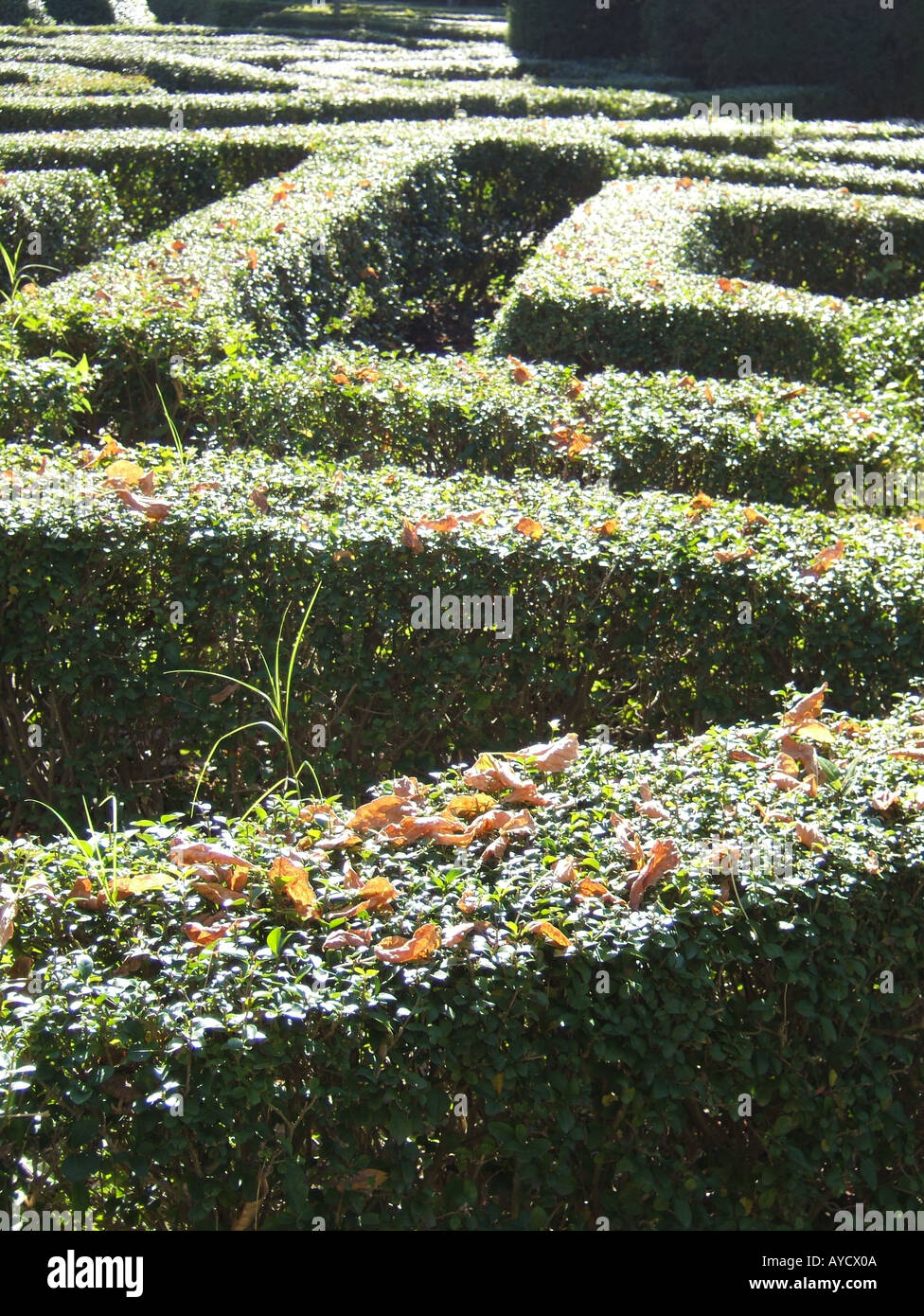 Privet hedge maze hi-res stock photography and images - Alamy