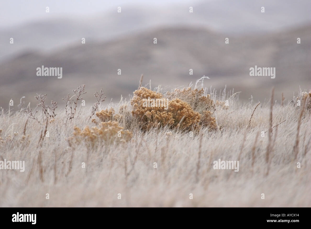 Saskatchewan native plants hi-res stock photography and images - Alamy