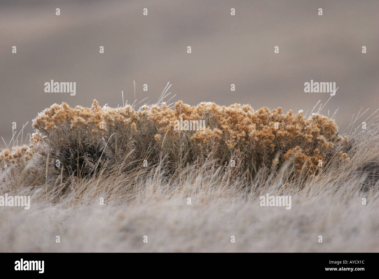 Saskatchewan native plants hi-res stock photography and images - Alamy