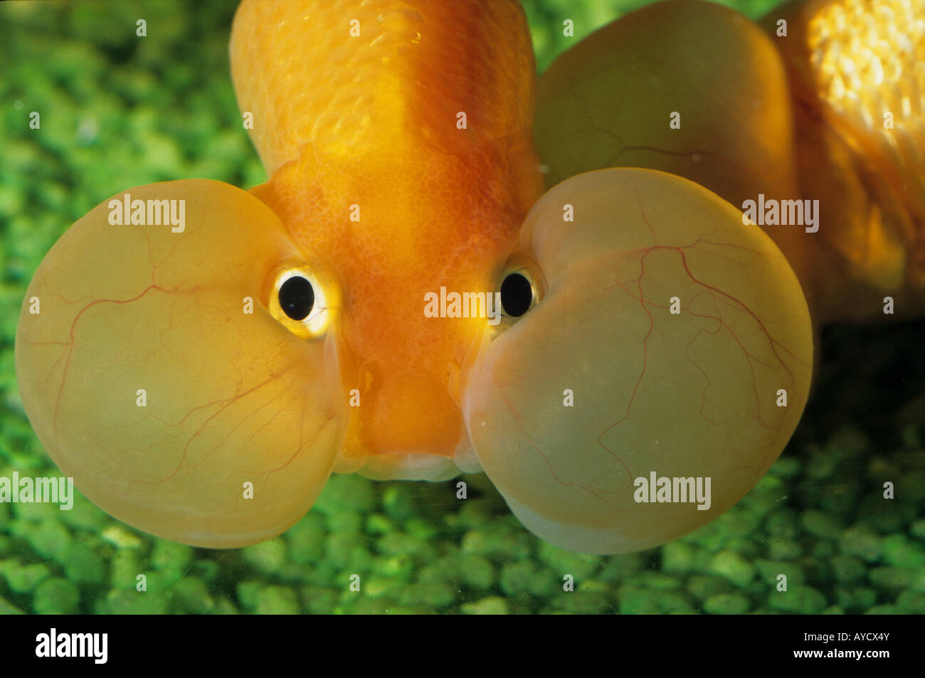 Bubble Eye Goldfish, Carassius auratus, Ciprinidae, freshewater fish ...