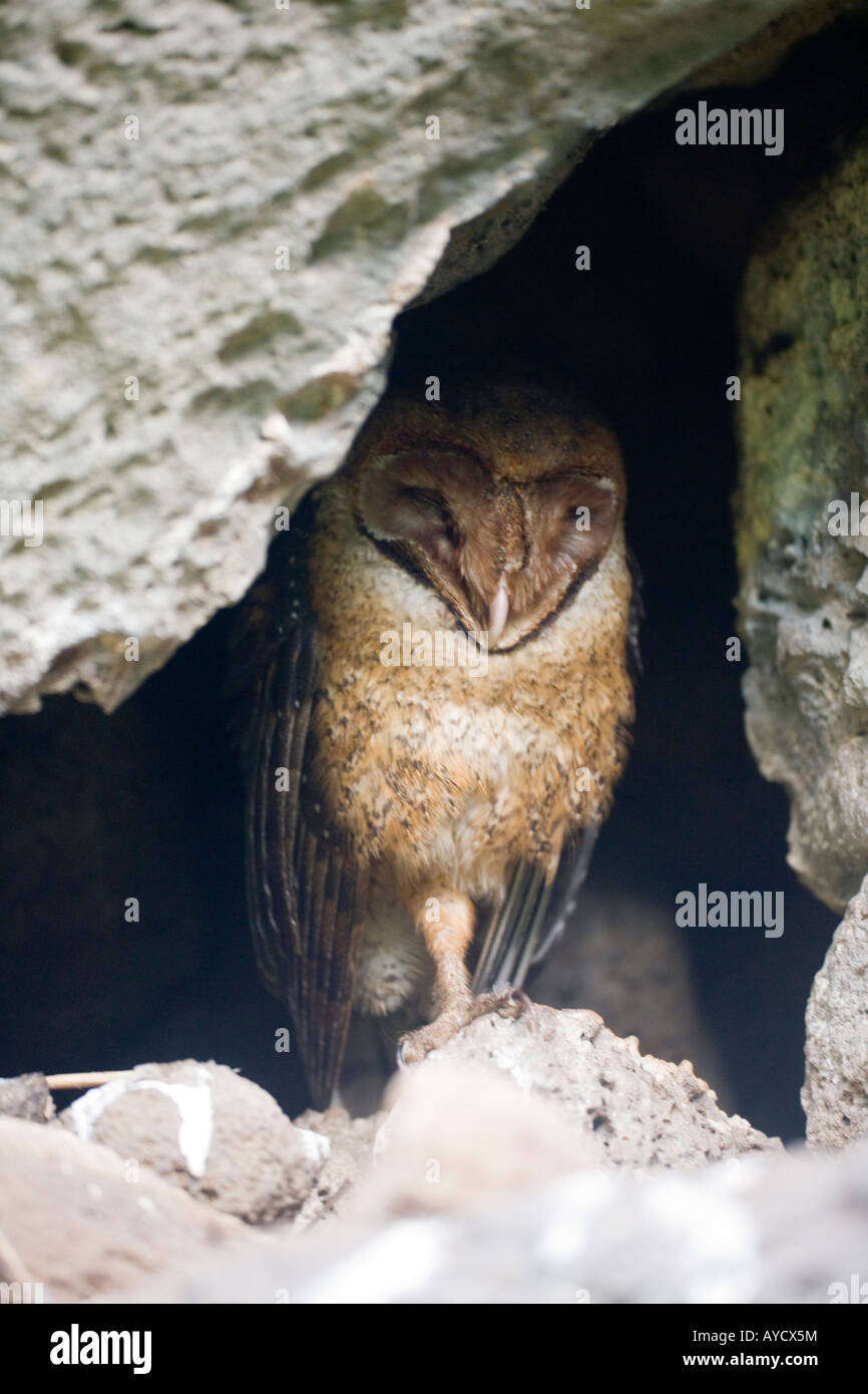 Barn owl sleeping in a crevice in the late afternoon Santa Cruz Stock ...