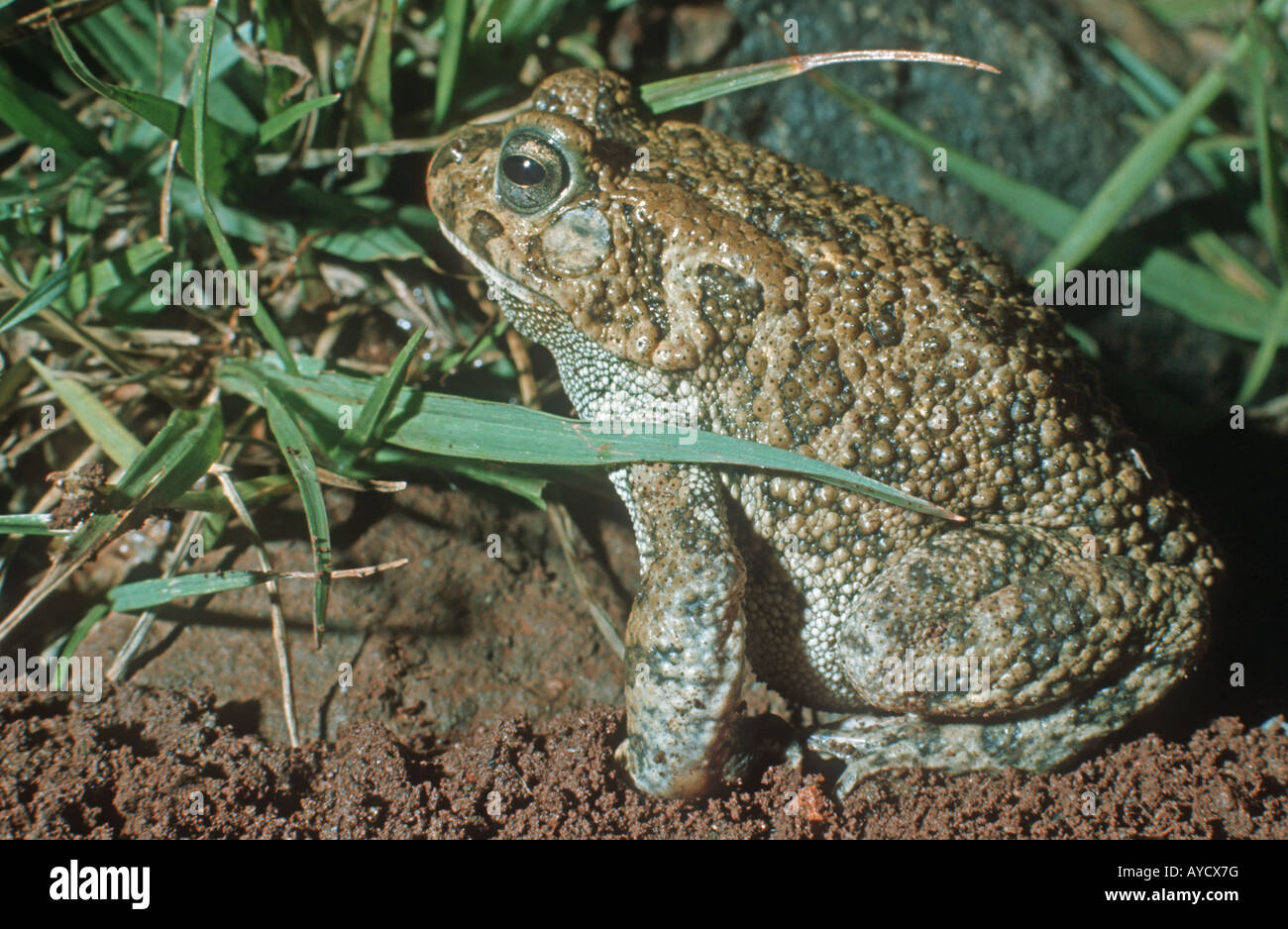 African leopard toad Nairobi Kenya Stock Photo - Alamy