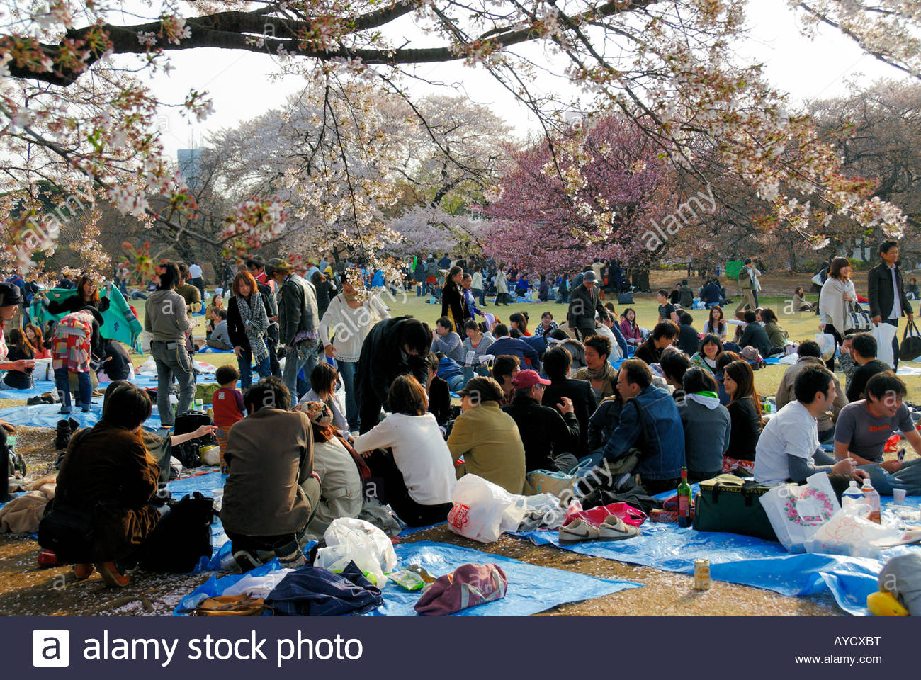 Sakura Hanami Stock Photos & Sakura Hanami Stock Images - Alamy