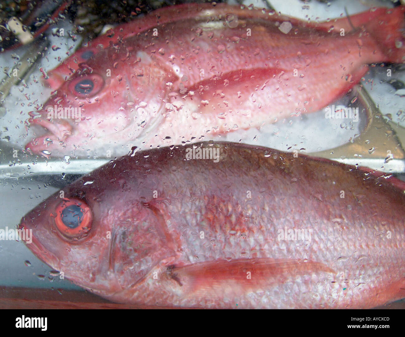 fresh fish in a fishmoger's shop window Stock Photo - Alamy