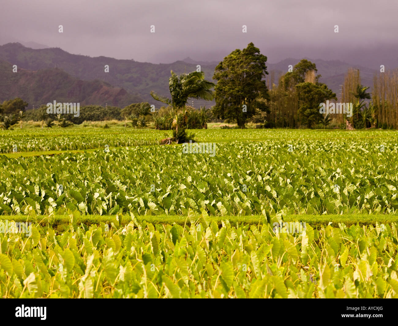 Hawaii farms hi-res stock photography and images - Alamy