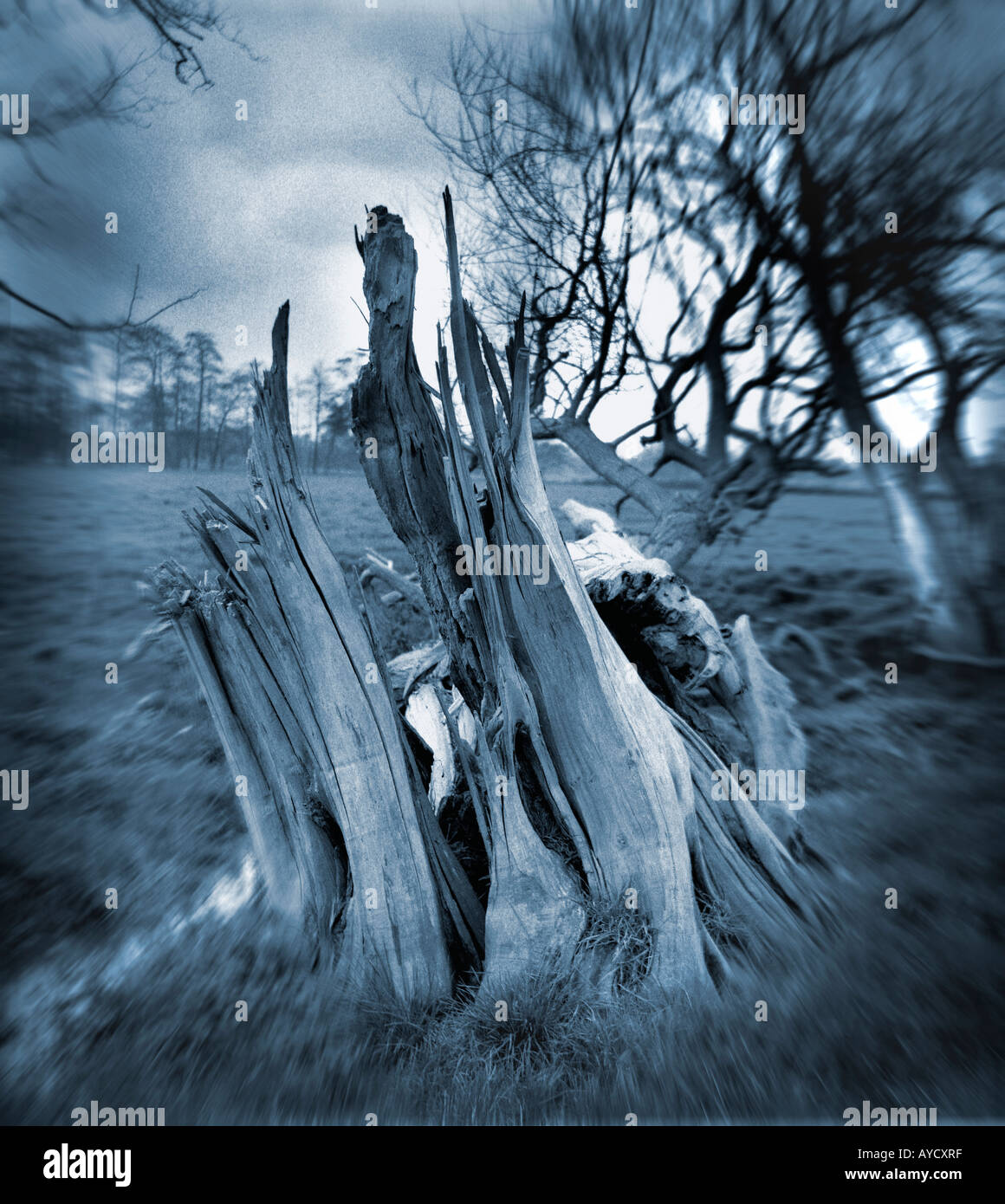 Splintered Tree Stump Stock Photo - Alamy