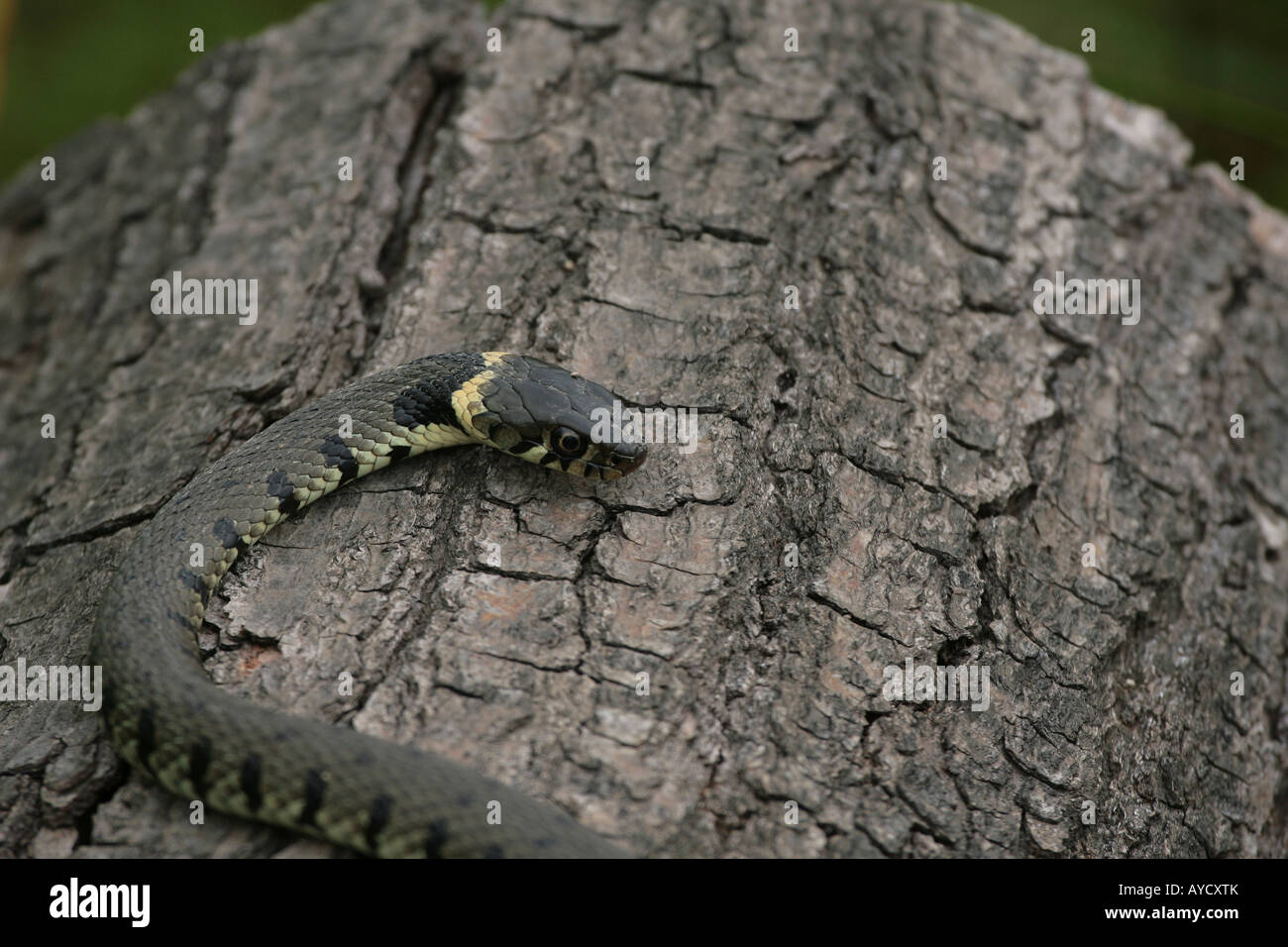 Grass snake Natrix natrix Stock Photo - Alamy