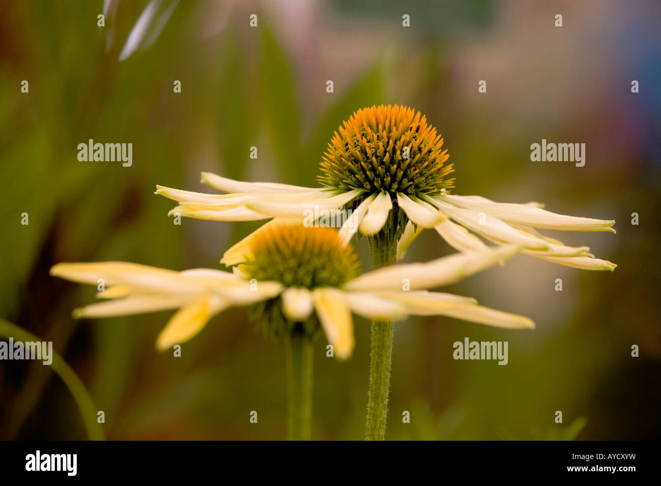 Juxtaposition of floral hi-res stock photography and images - Alamy