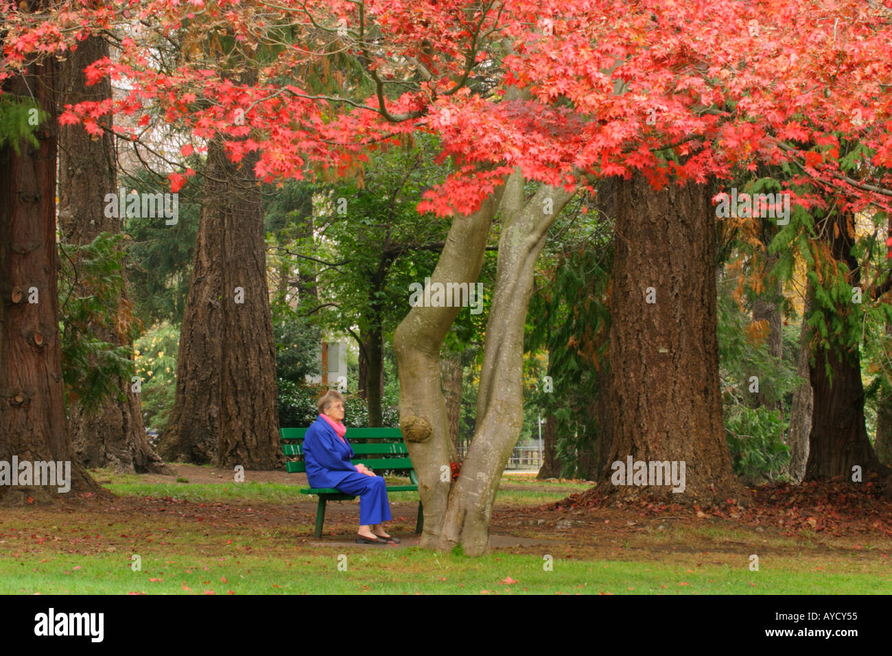 Senior citizen enjoying a rest on park bench in autumn Beacon Hill Park ...