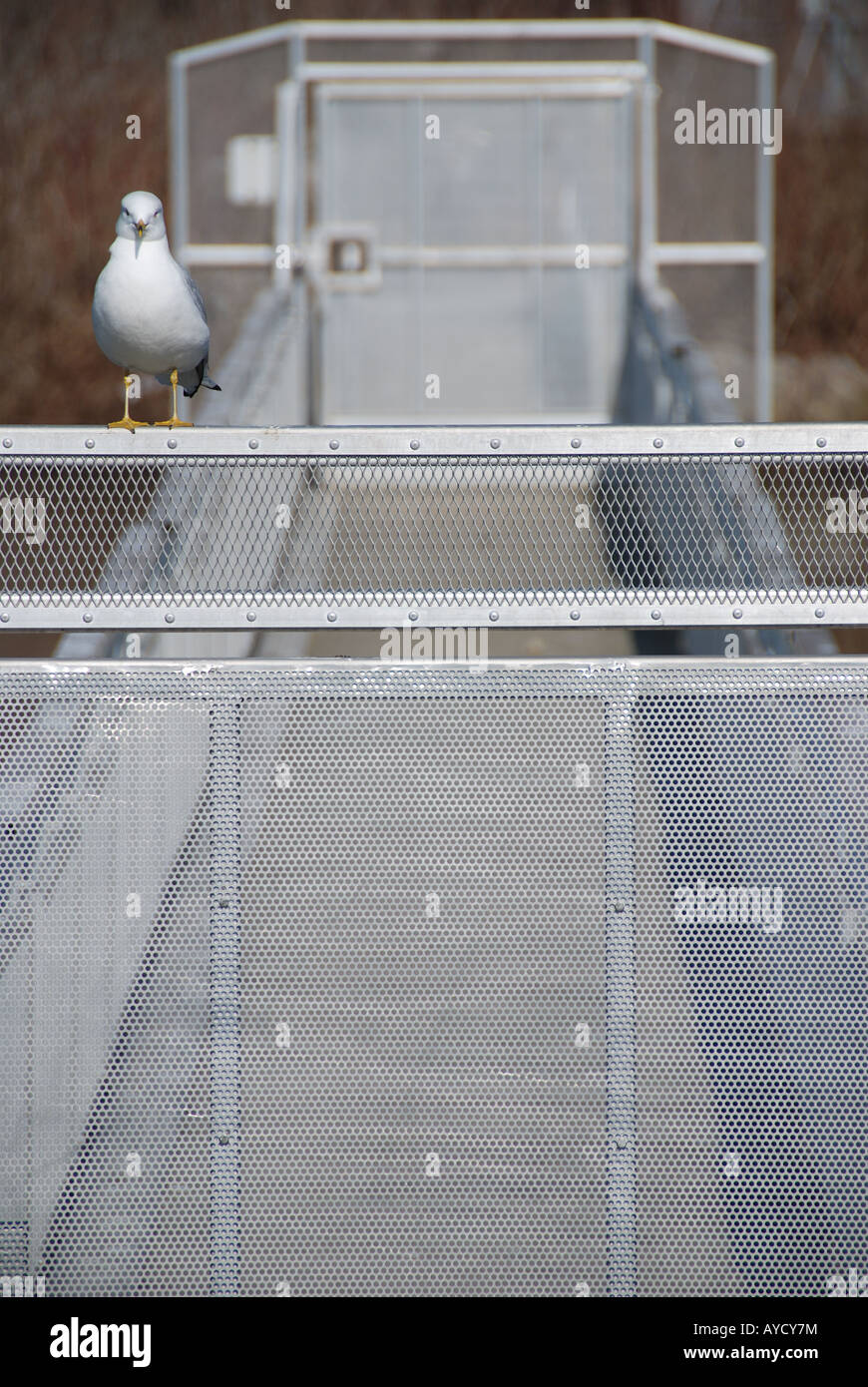 Seagull on bridge in hi-res stock photography and images - Alamy