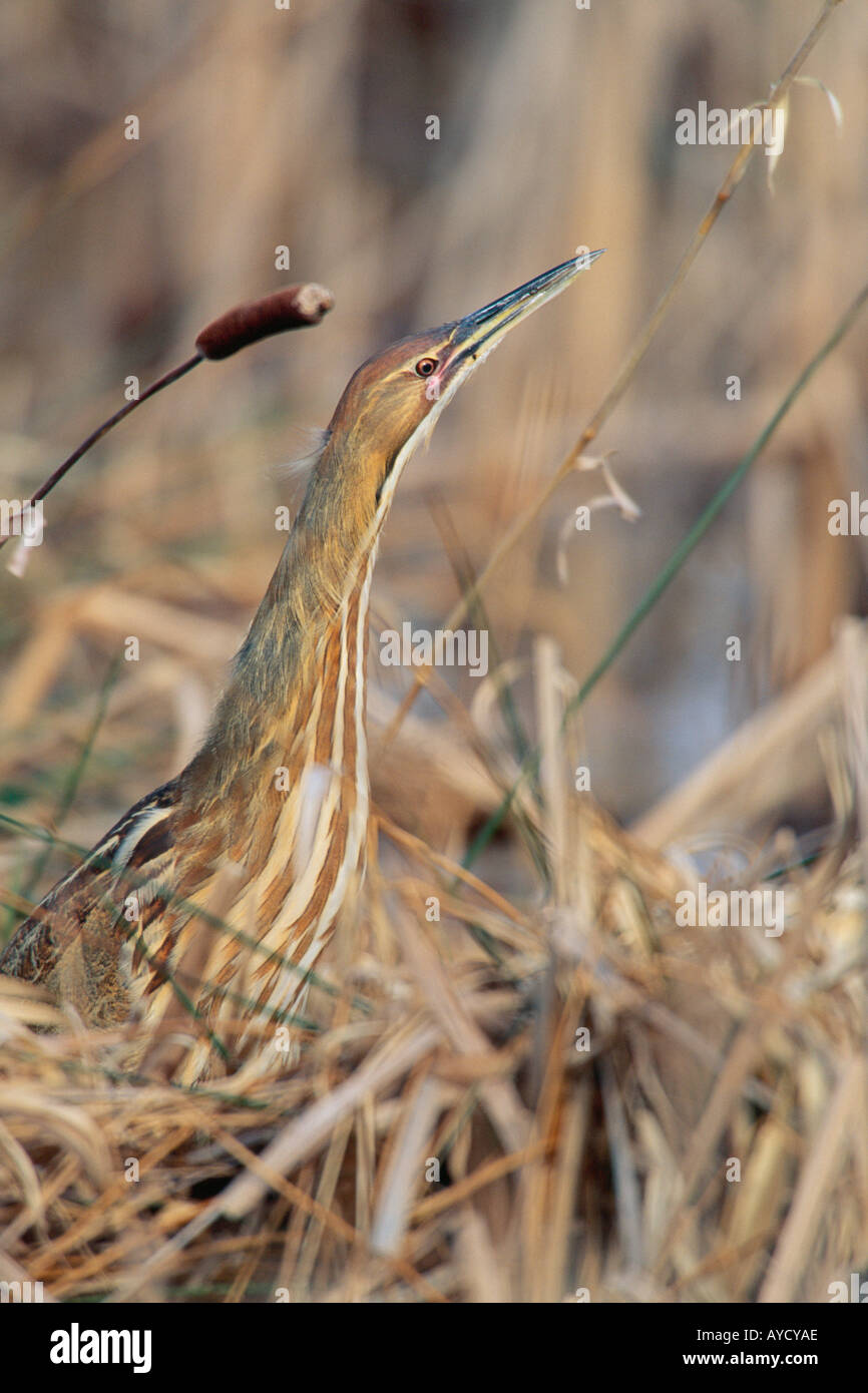 Closeup portrait of american bittern using camouflage technique in ...