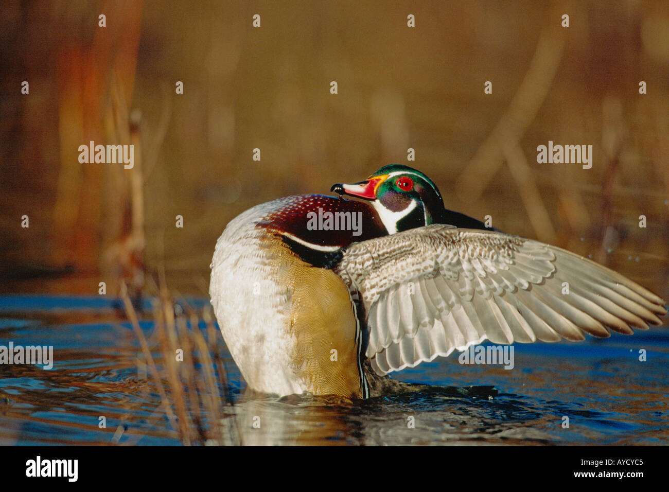 Wood duck drake flapping wings hi-res stock photography and images - Alamy