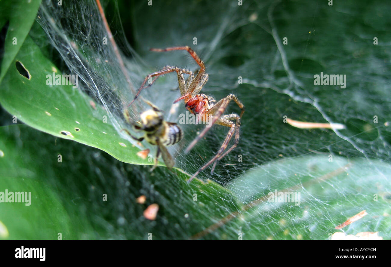 Spider and wasp in battle Stock Photo - Alamy