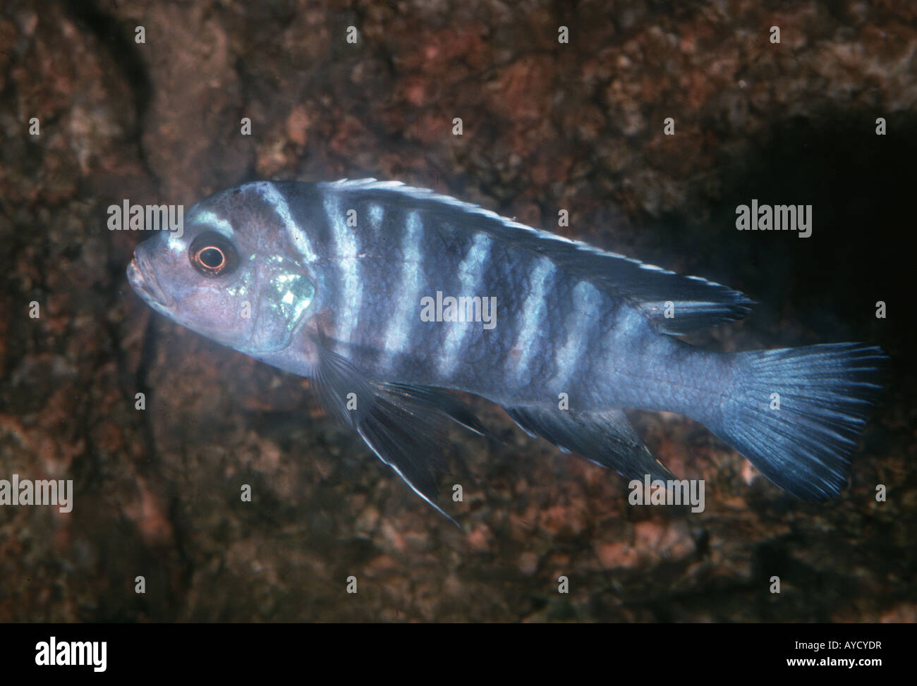 Lake Malawi National Park High Resolution Stock Photography and Images ...