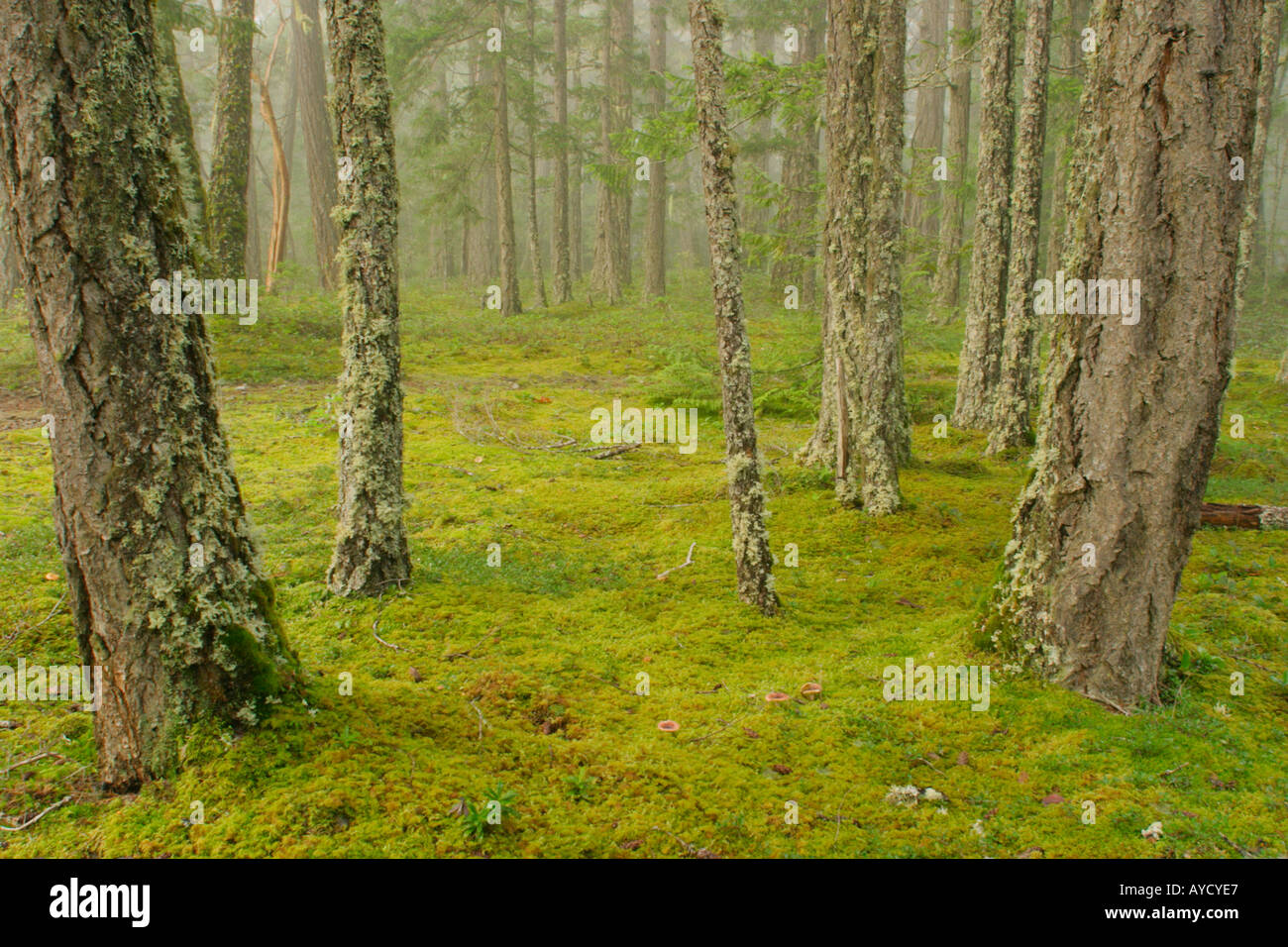 Western hemlock trees in old growth forest near Qualicum Falls ...