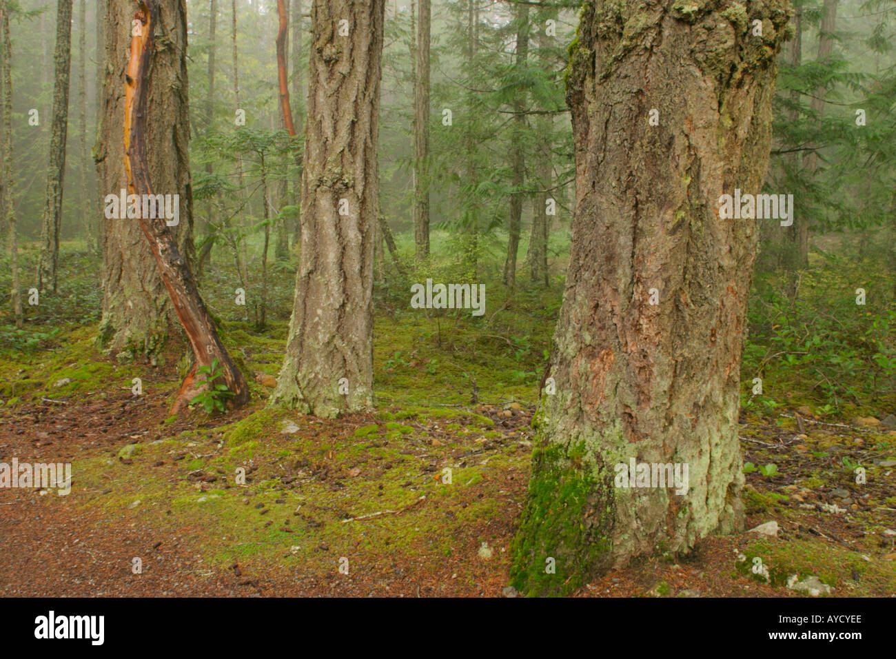 Western hemlock trees in old growth forest near Qualicum Falls ...