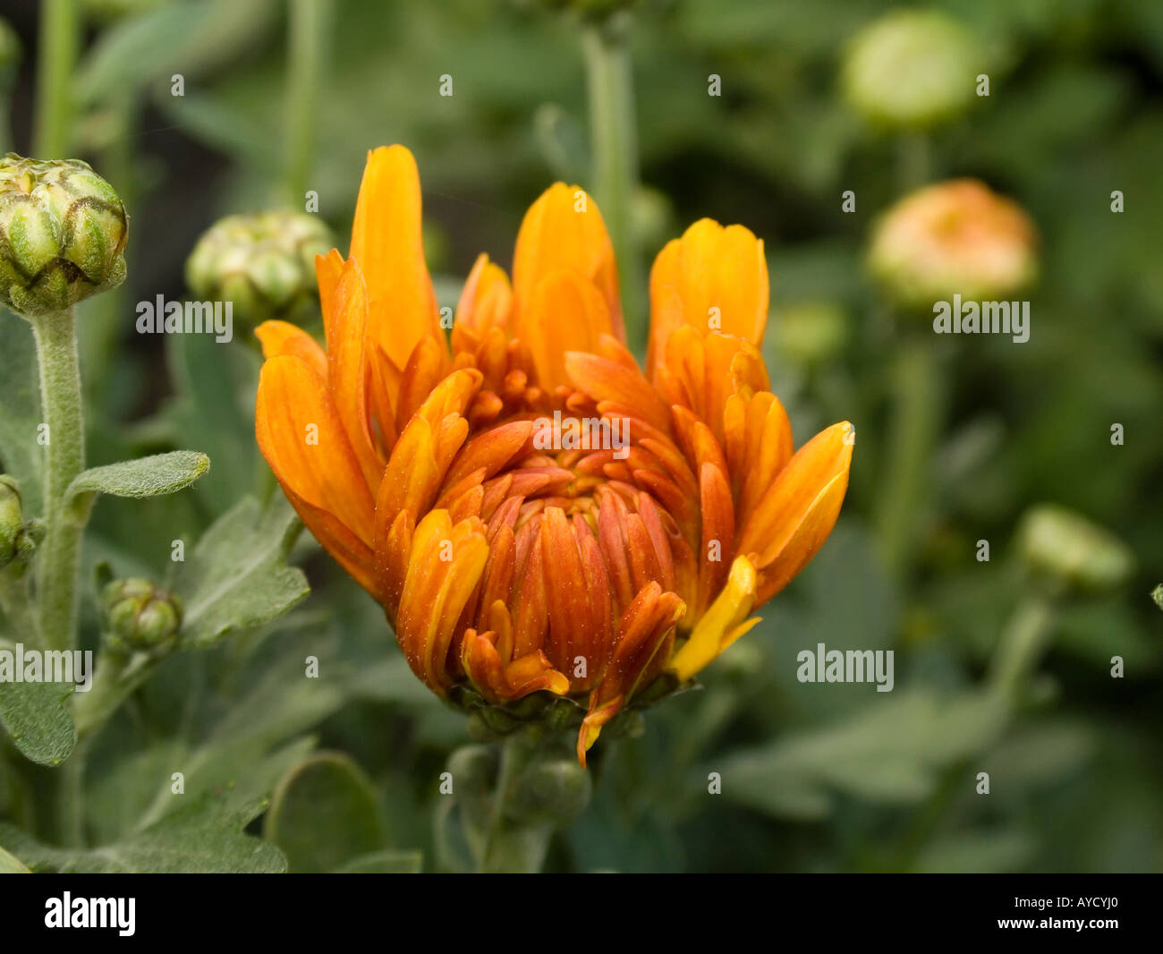 Chrysanthemum field china hi-res stock photography and images - Alamy