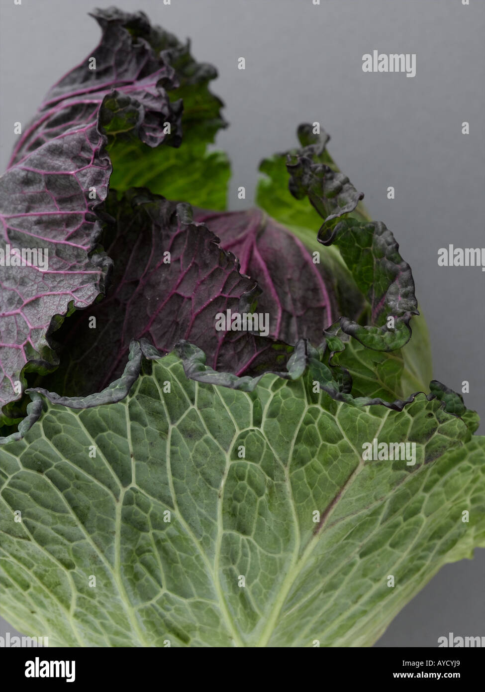 January king cabbage on grey background - high end Hasselblad 61mb ...