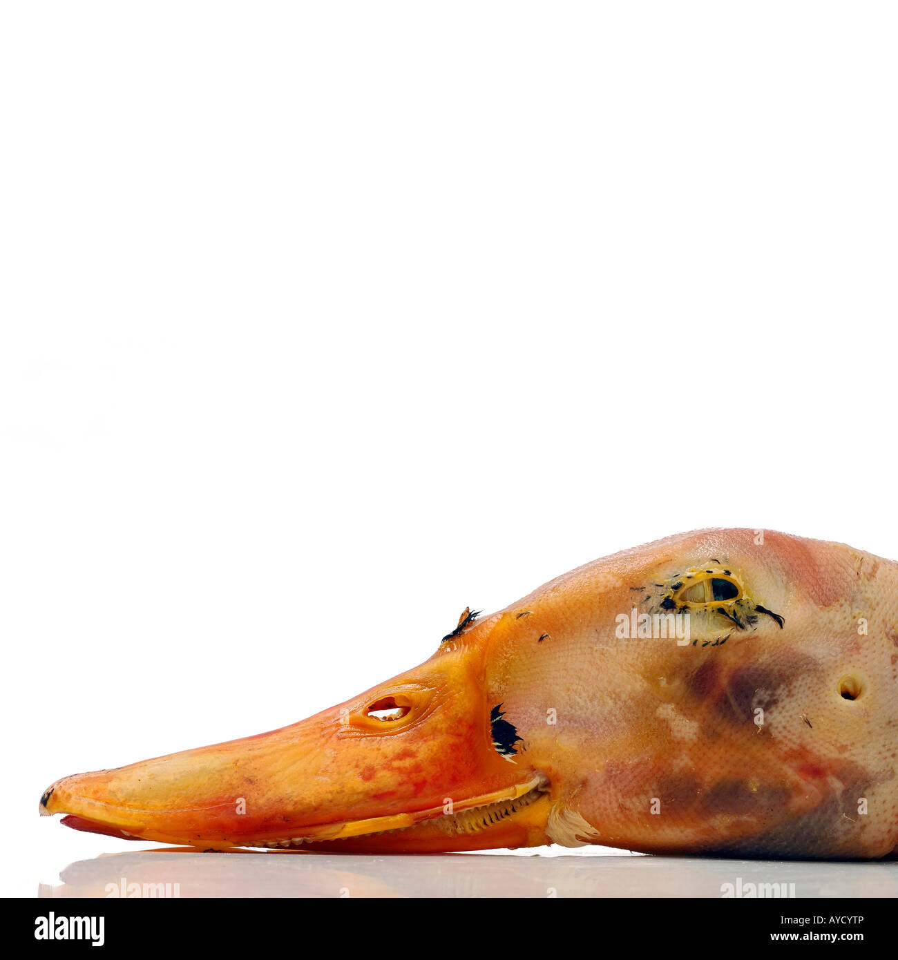 a dead duck's head Stock Photo - Alamy