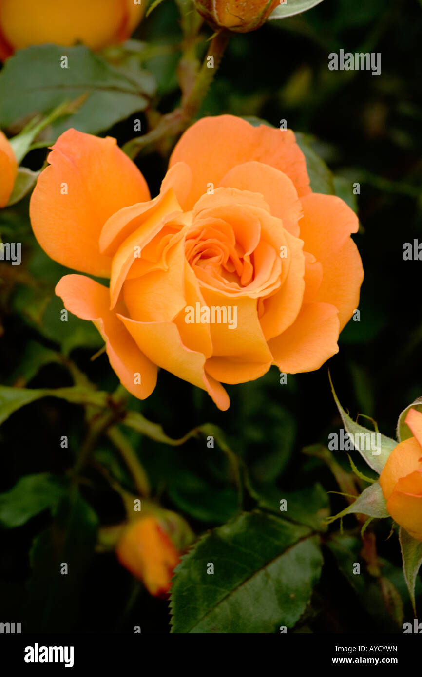 DEEP ORANGE ROSE Stock Photo - Alamy