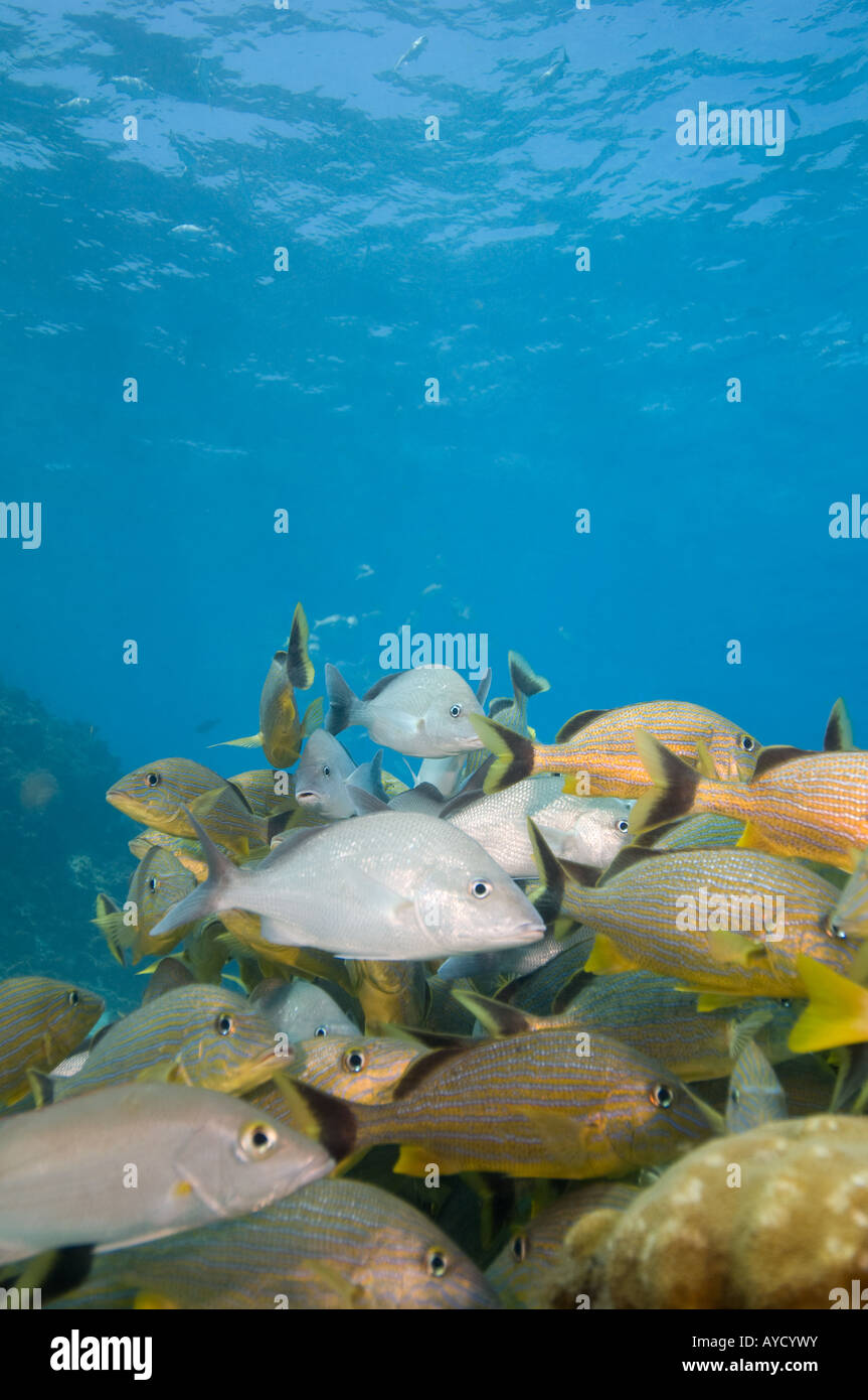 Grunt fish hi-res stock photography and images - Alamy