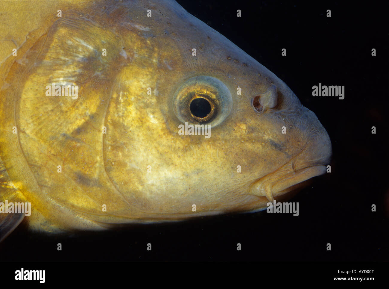 Cyprinus carpio, Carp, Ciprinidae Stock Photo - Alamy