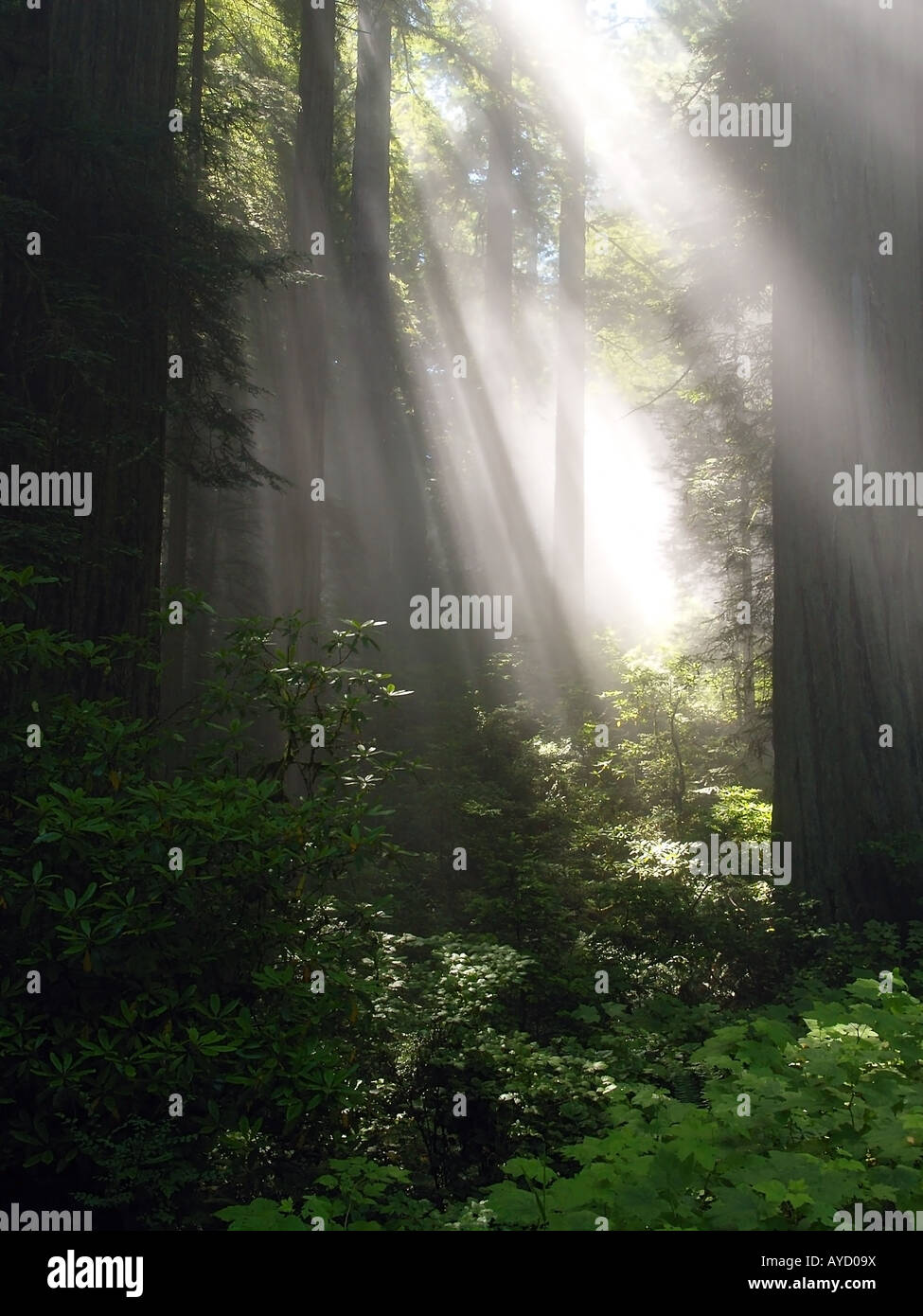 Stock photo of light streaming through the fog in the forest near ...