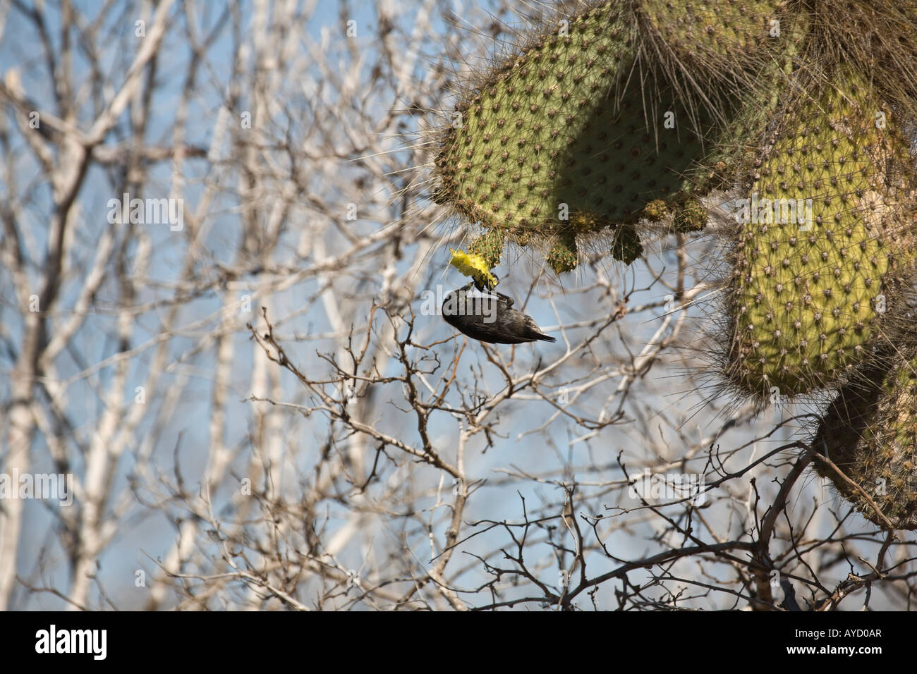 Cactus finch hi-res stock photography and images - Alamy