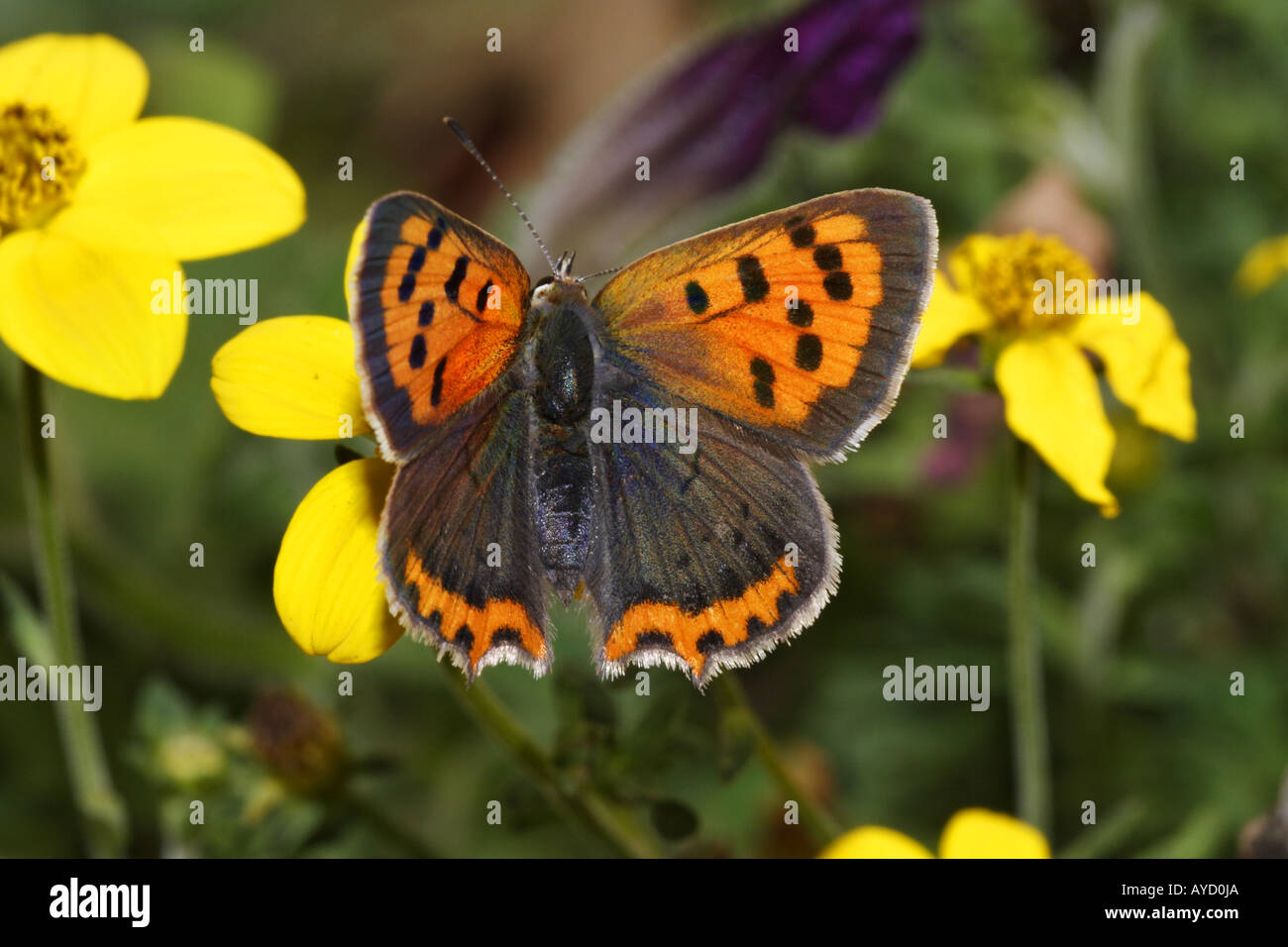Kleiner Feuerfalter, Lycaena phlaeas Stock Photo - Alamy
