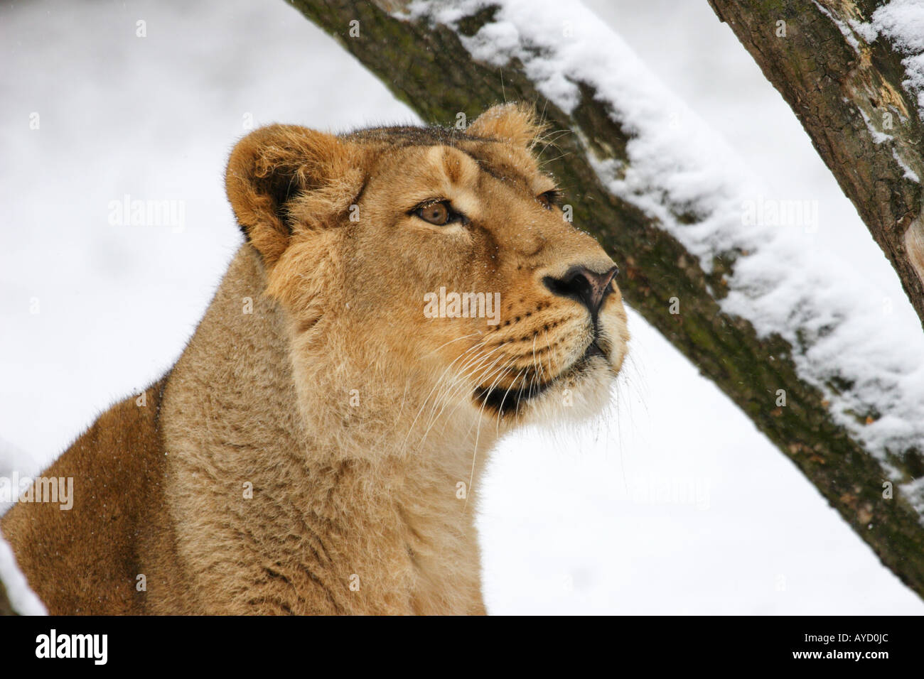 Lion snow africa hi-res stock photography and images - Alamy