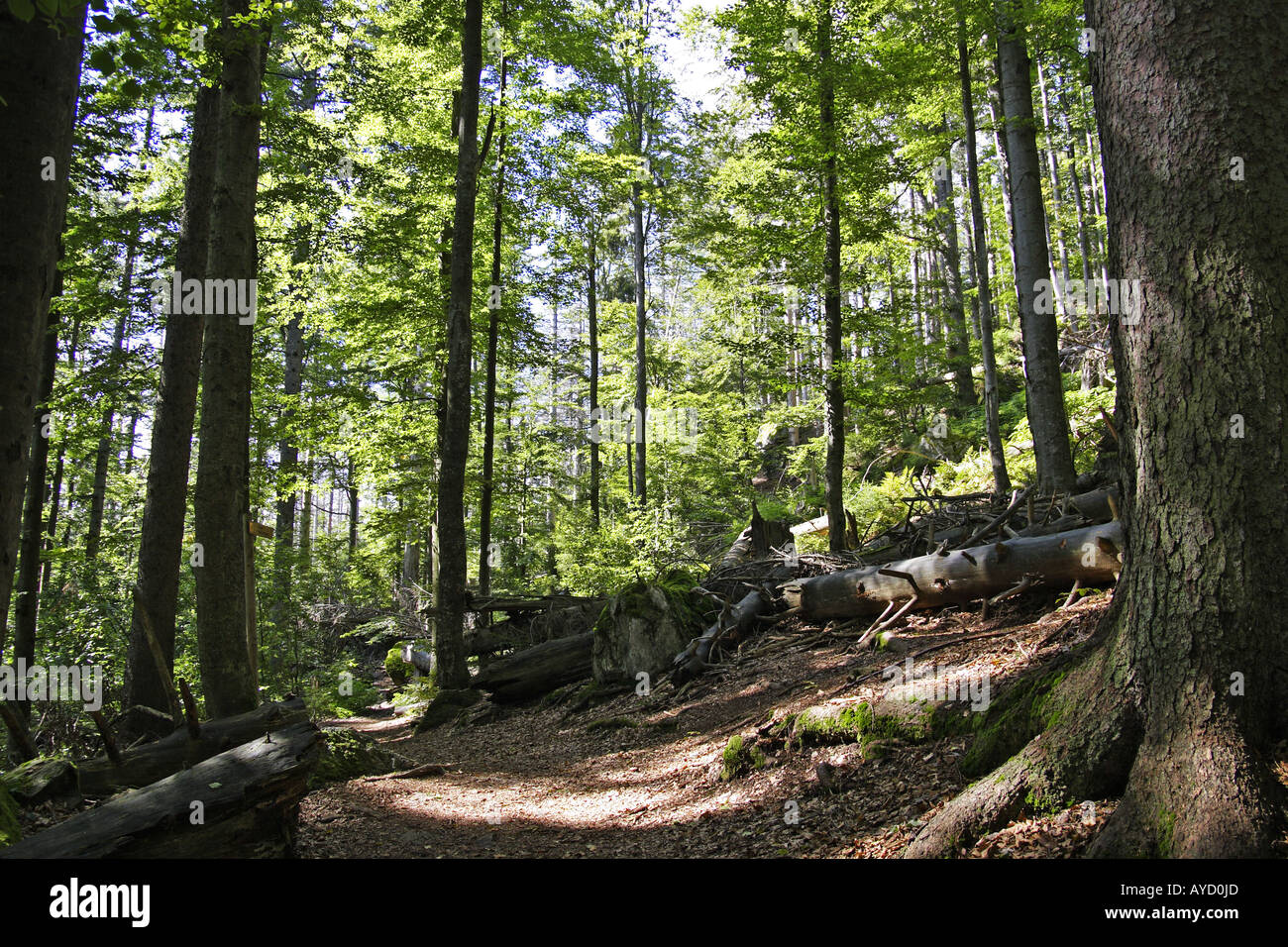 nature forest, wild,wald Stock Photo - Alamy
