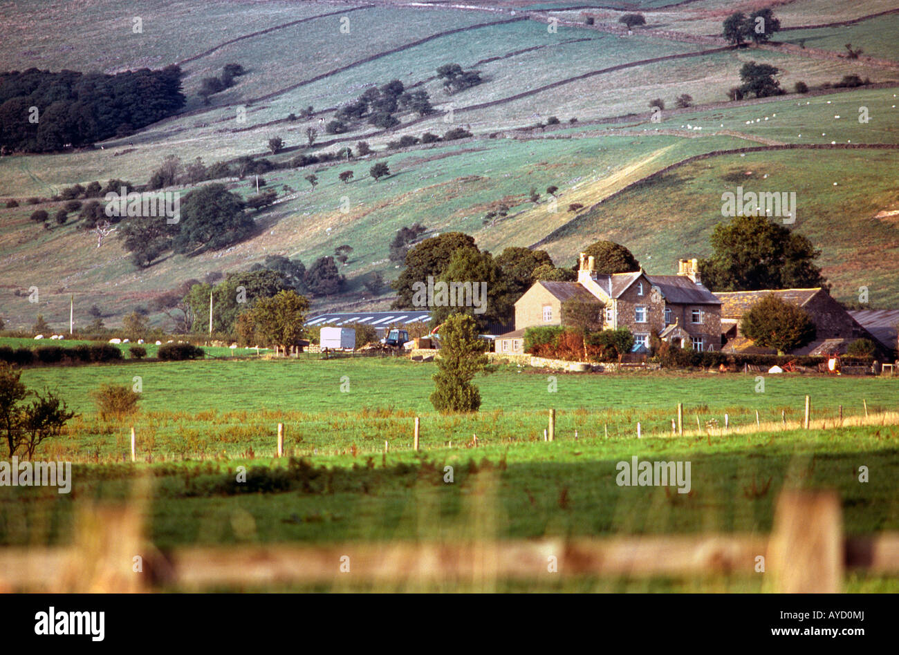 A typical English rural countryside view with cows and farmhouse shot ...